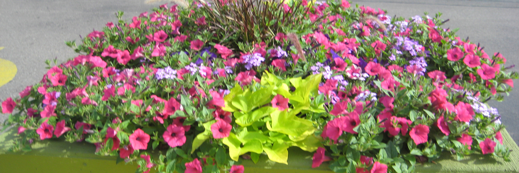 Get Your Hands Dirty Saturday Sargent s Nursery