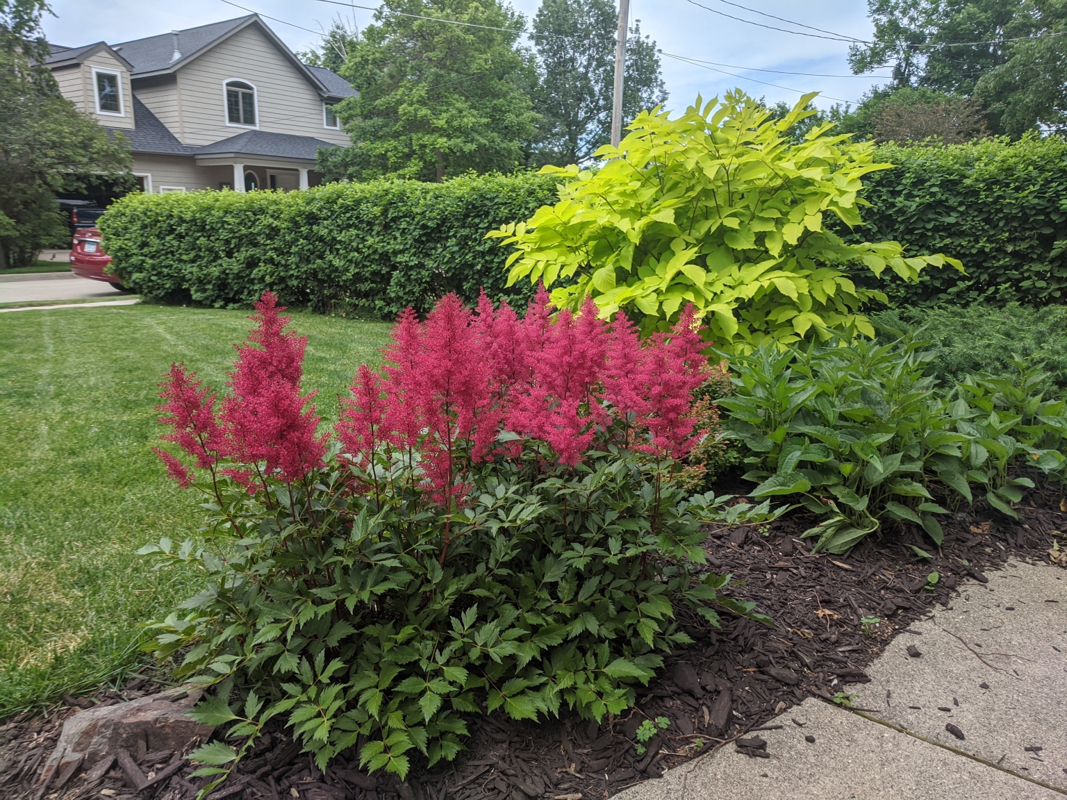 Five Spectacular Shade-Tolerant Perennial Plants for Zone 4