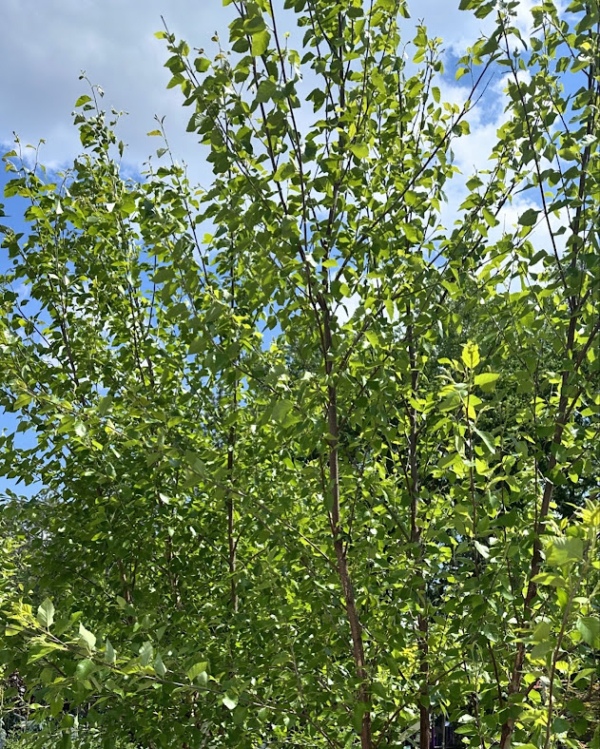 Five Replacements for Ash Trees affected by Emerald Ash Borer