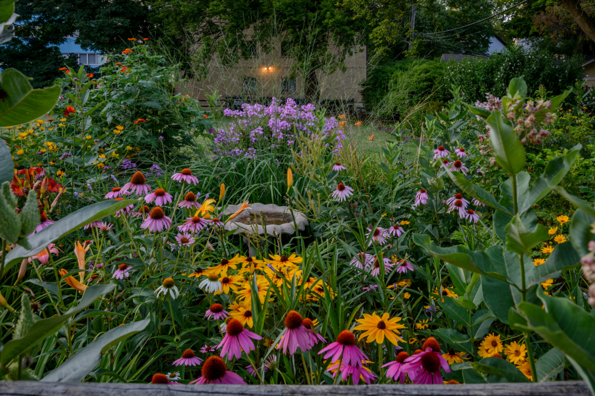Attracting and Celebrating Pollinators in June: National Pollinator Month