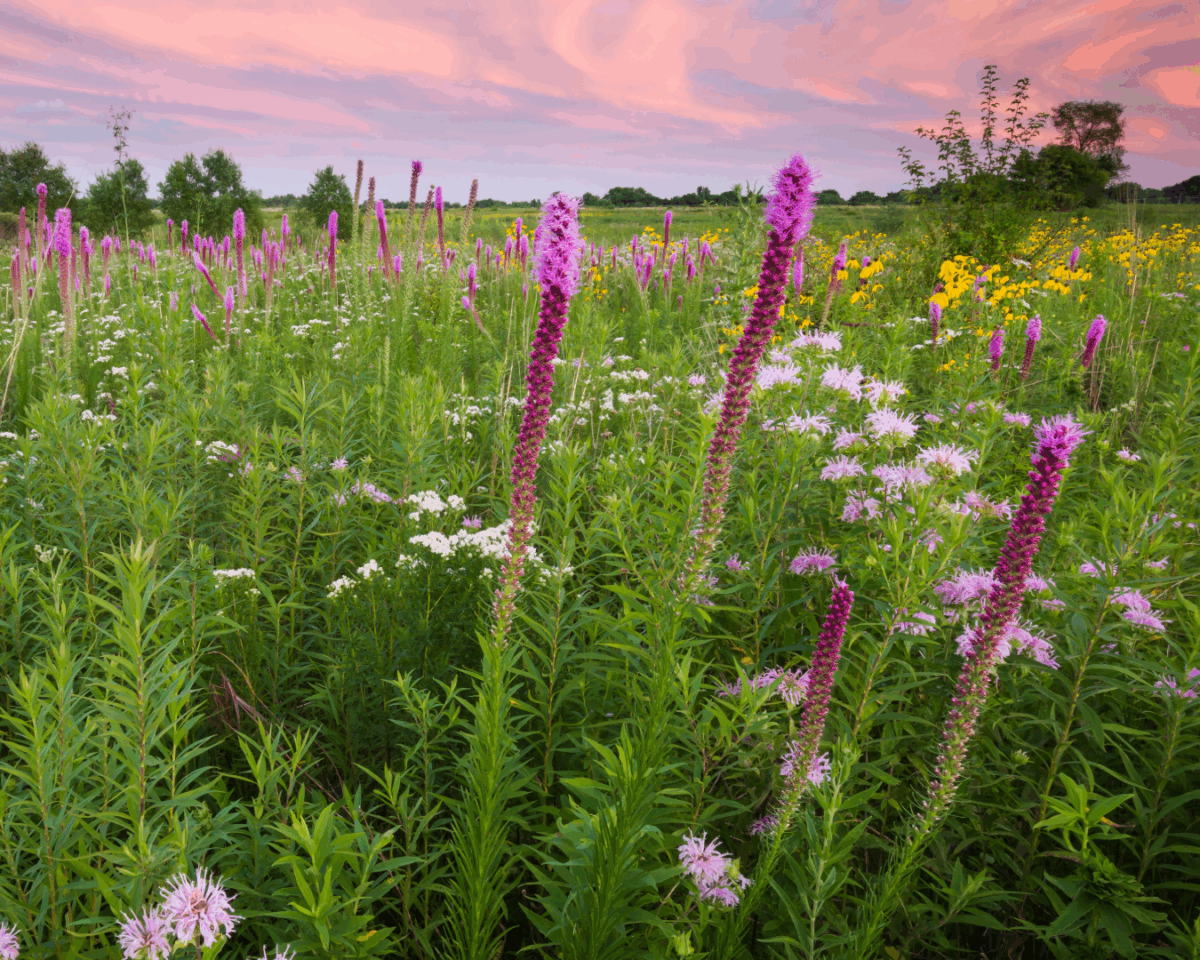 Native Plants - Sargent's Nursery