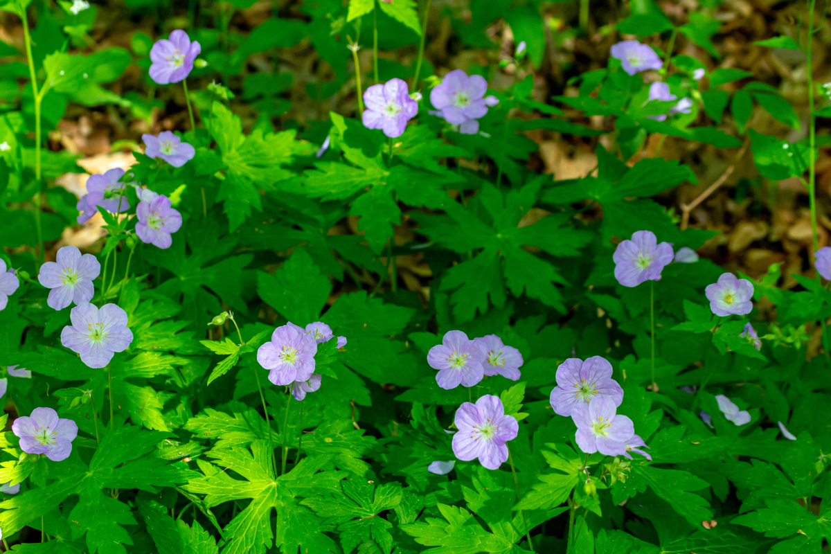 5 Native Minnesota Plants That Naturalize Beautifully - Sargent's Nursery