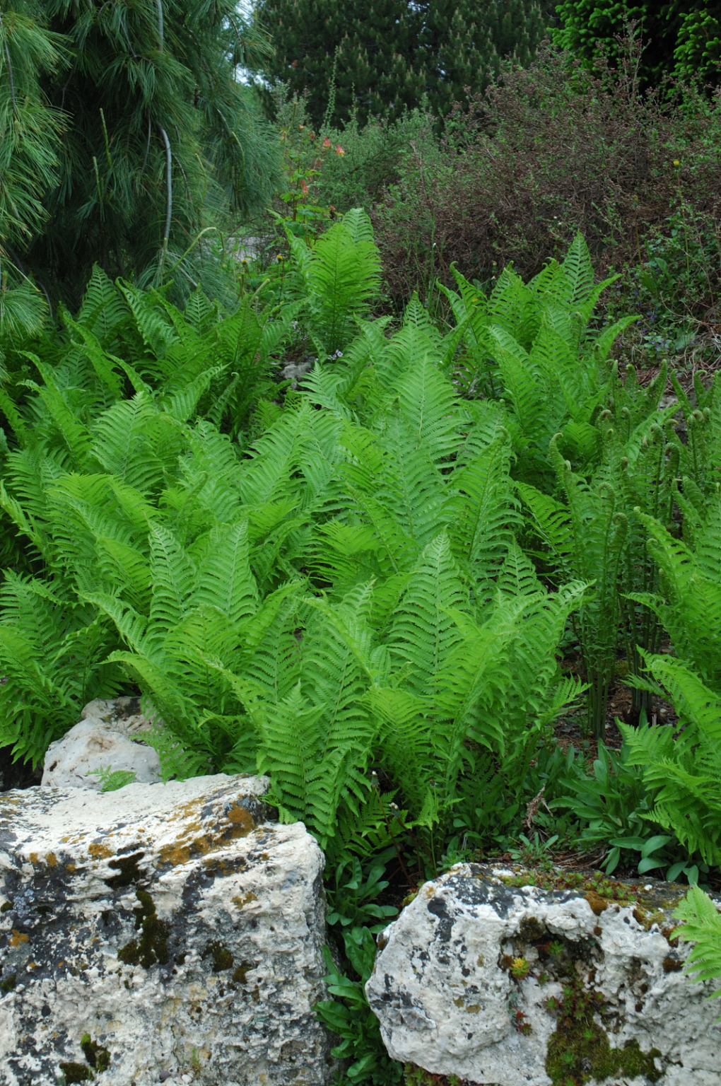 5 Native Minnesota Plants That Naturalize Beautifully - Sargent's Nursery