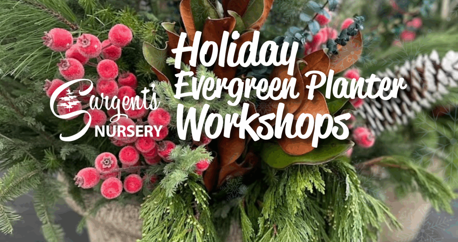 Holiday Evergreen Planter Workshop - Sargent's Nursery